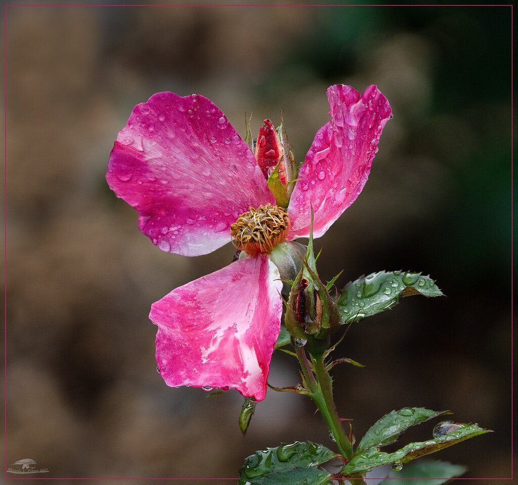Self-portrait - Flora Critiques - Nature Photographers Network