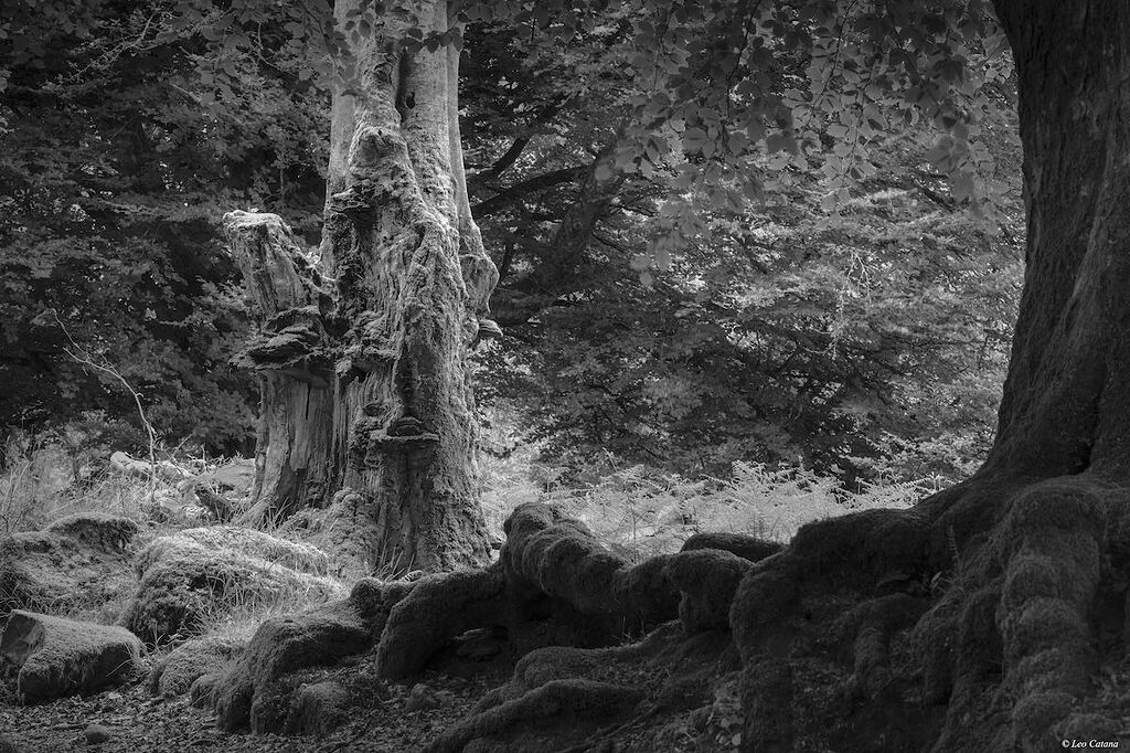 Forest Clearing - Landscape Critiques - Nature Photographers Network