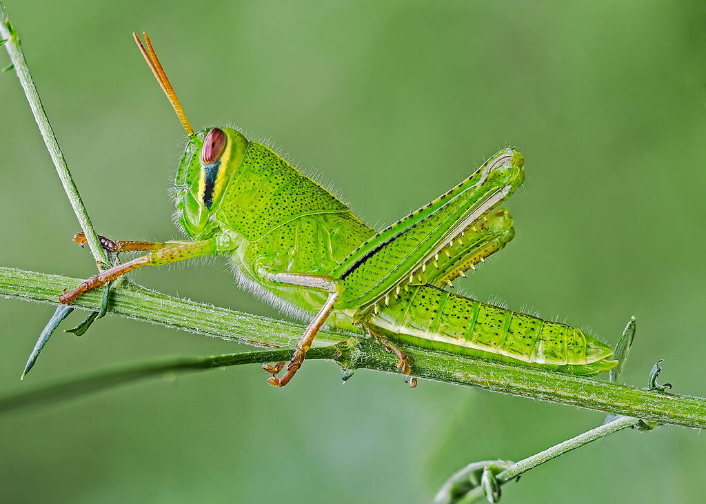 The Green, Green Grasshopper of Home - Macro/Close-up Critiques ...