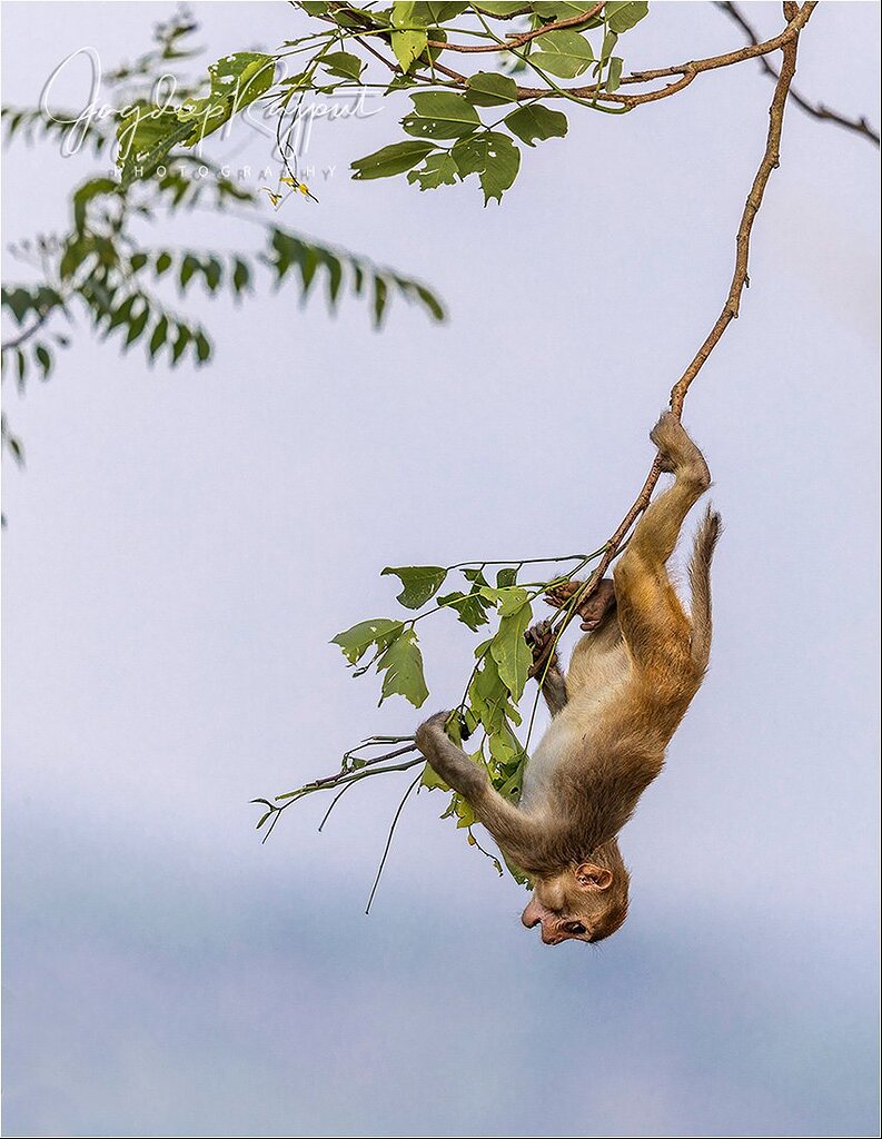 Rhesus Monkey on a swing - Wildlife Critiques - Nature Photographers ...