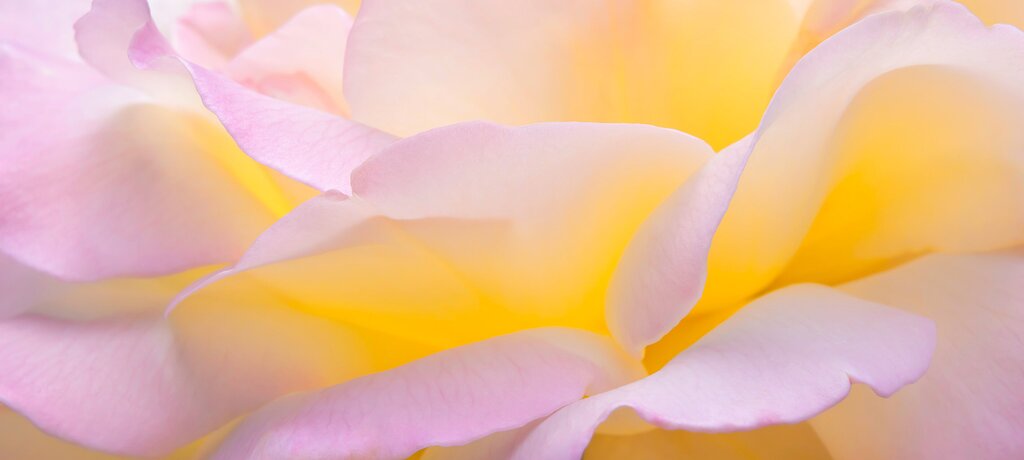 Rose Waves - Abstract Nature Critiques - Nature Photographers Network