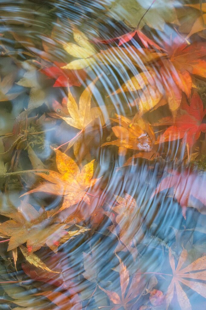 Fall rhythm - Weekly Challenge - Nature Photographers Network