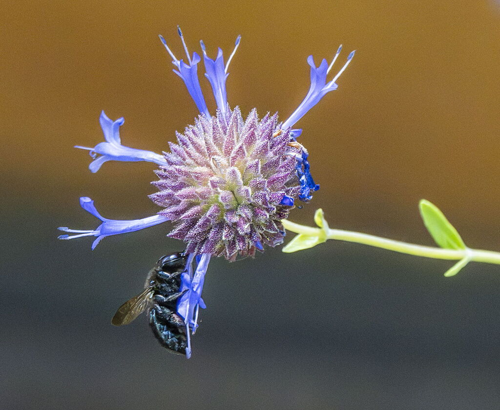 Sage Bee - Macro/Close-up Critiques - Nature Photographers Network