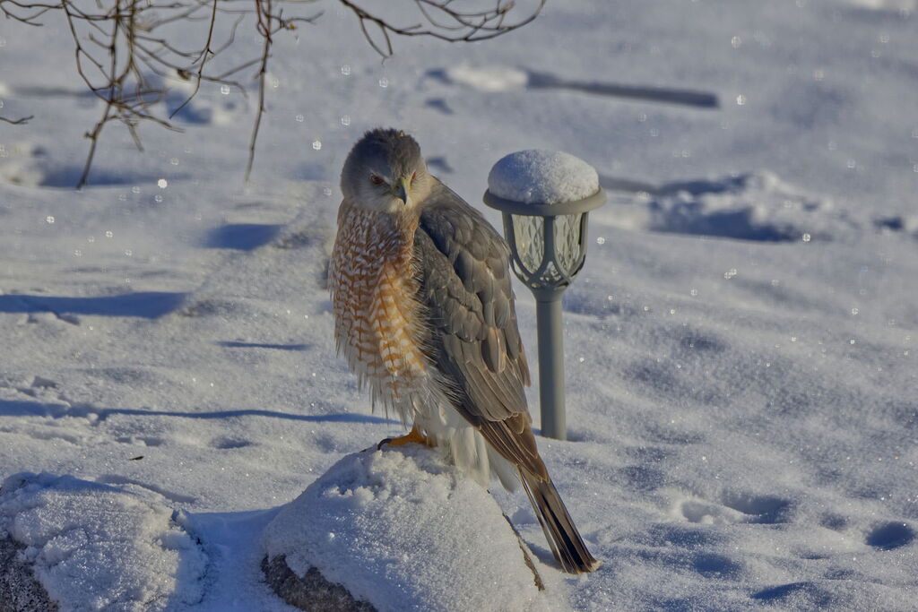 Hawk looking for a meal - Weekly Challenge - Nature Photographers Network