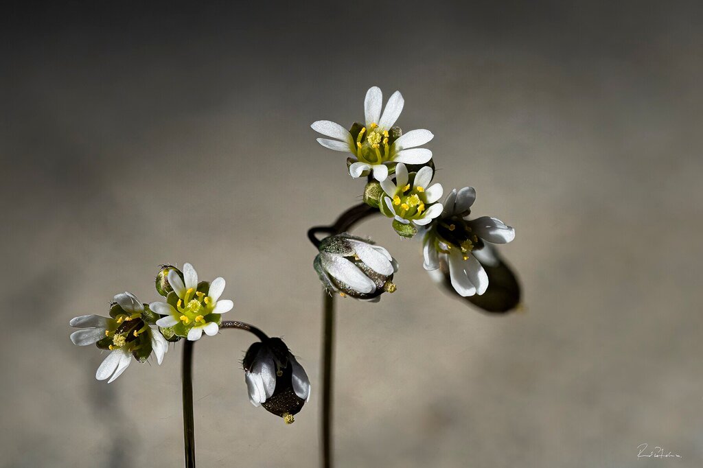 Spring draba - Flora Critiques - Nature Photographers Network
