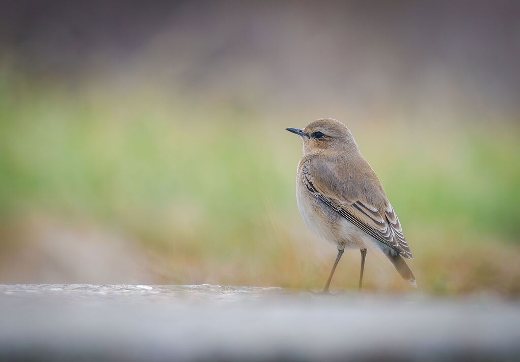 Wheatear - Avian Critiques - Nature Photographers Network