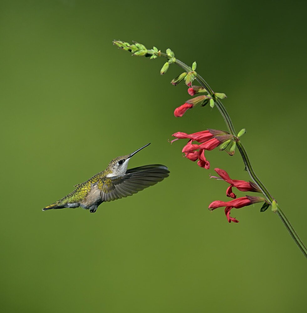 Ruby-throated Hummingbirds (The Last Ones for Sure) - Avian Critiques ...