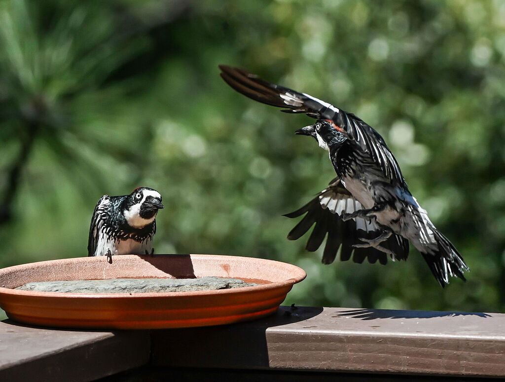 Acorn Argument - Everything Else Critiques - Nature Photographers Network