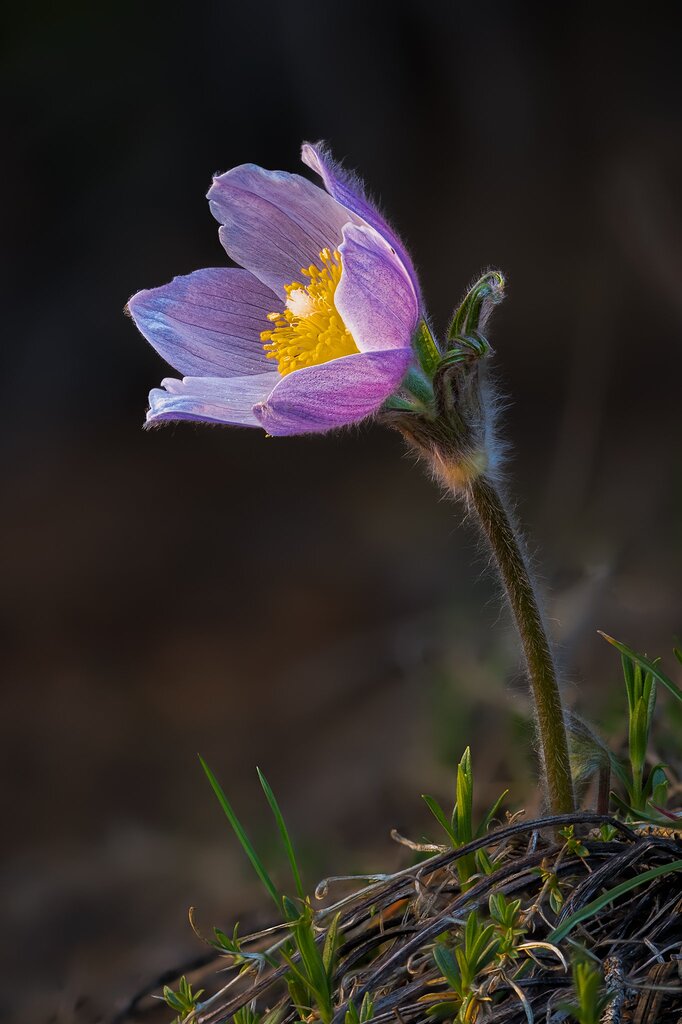 Shadow Chaser - Flora Critiques - Nature Photographers Network