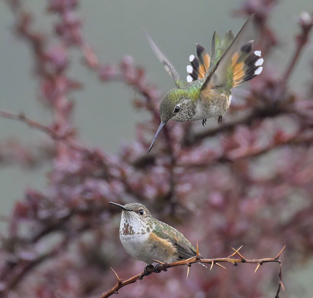 This is my perch! - Avian Critiques - Nature Photographers Network