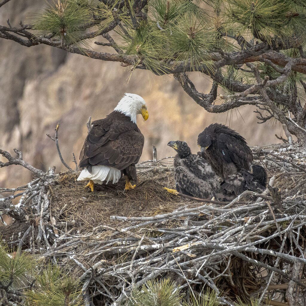 A Family of Eagles - Avian Critiques - Nature Photographers Network