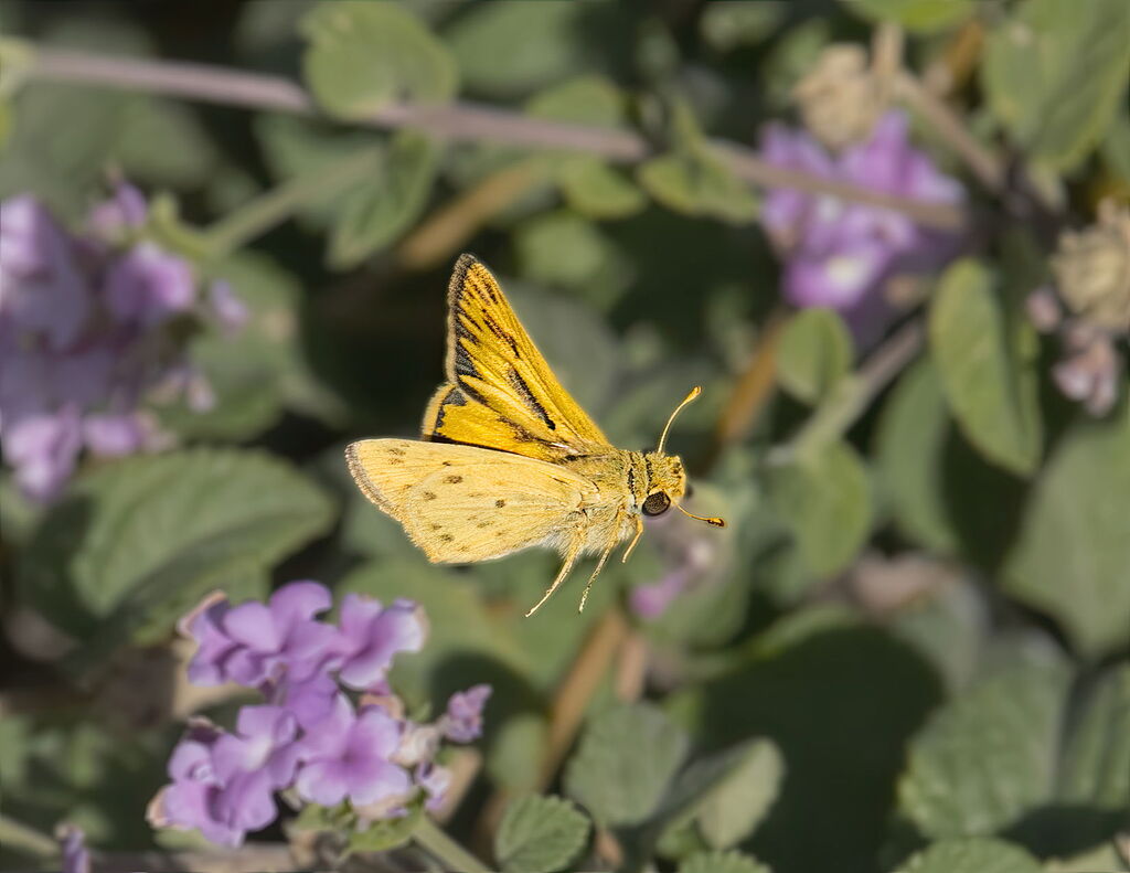Fiery Skipper in Flight - Macro/Close-up Critiques - Nature ...