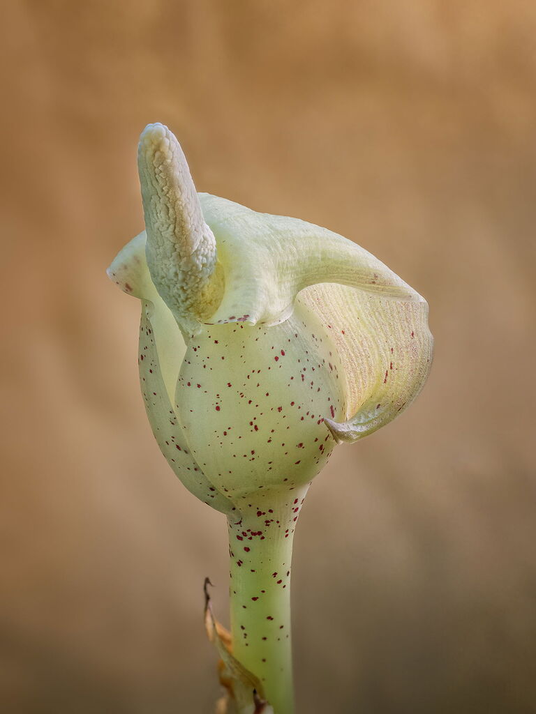 Alocasia bloom - Flora Critiques - Nature Photographers Network