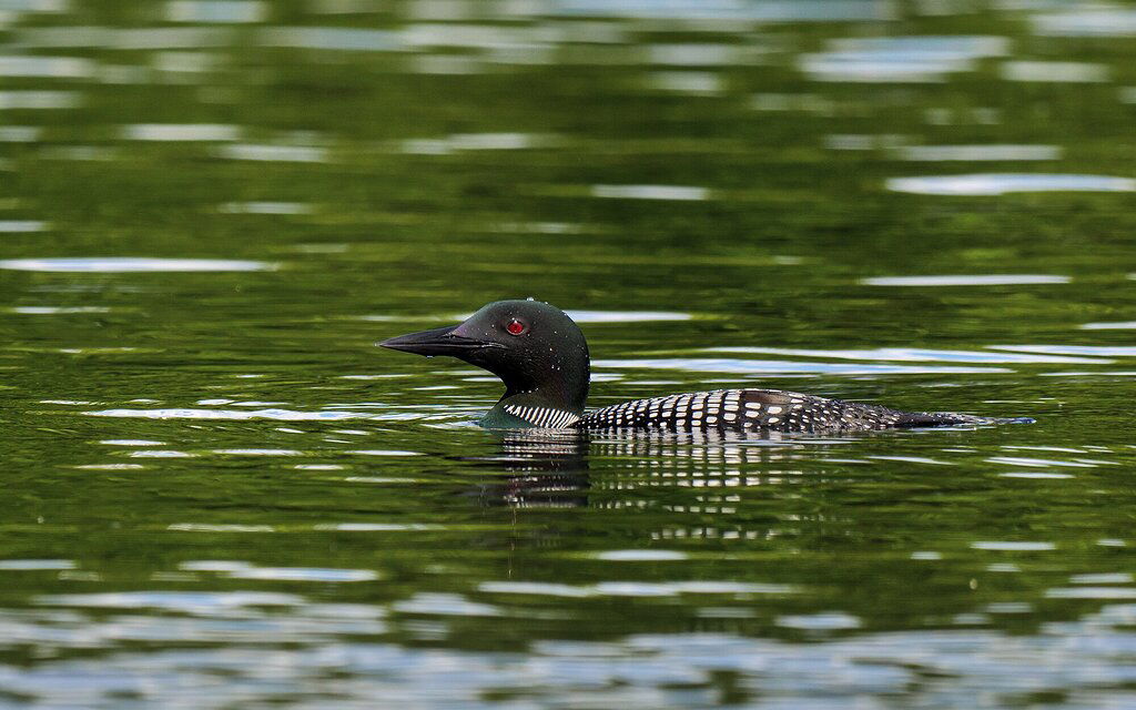 First heard, then seen (+1 new crop) - Avian Critiques - Nature ...