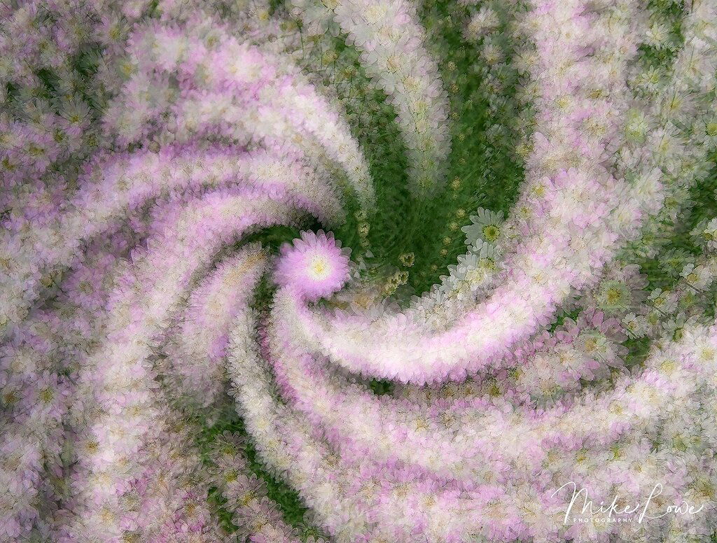 Daisy Swirl - Landscape Critiques - Nature Photographers Network