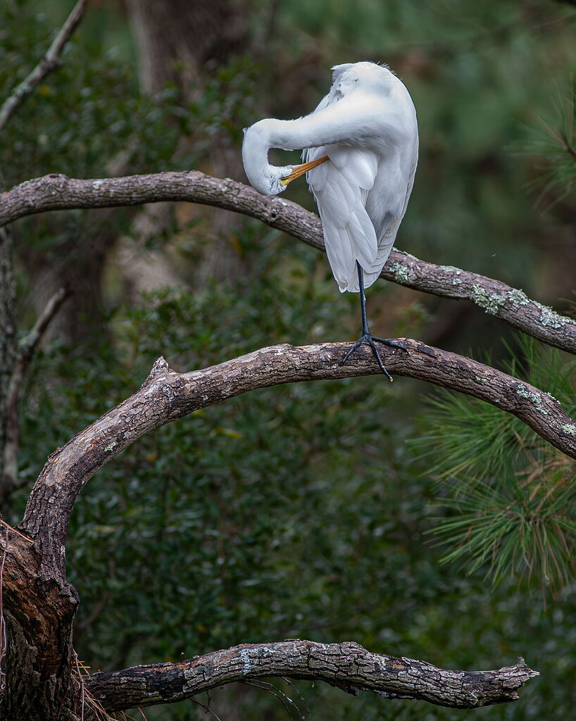 Preening Egret - Avian Critiques - Nature Photographers Network