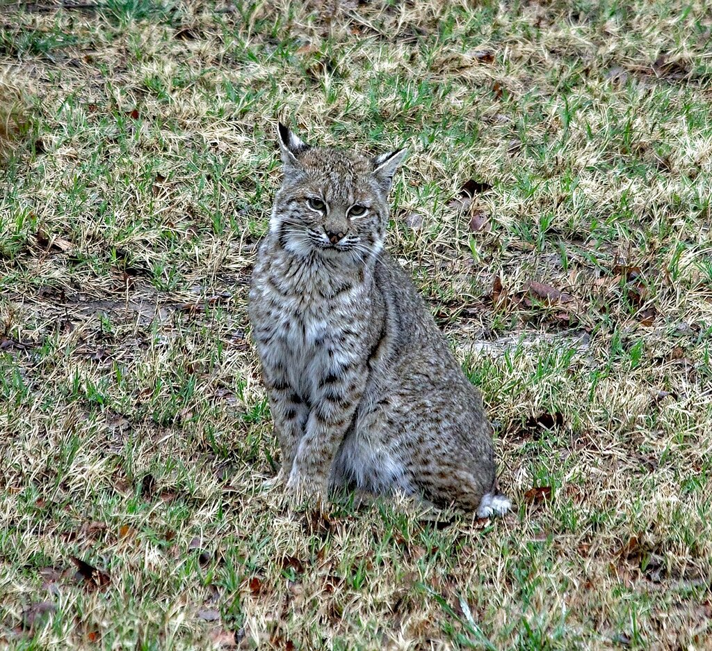Lynx rufus - Image Critiques - Nature Photographers Network