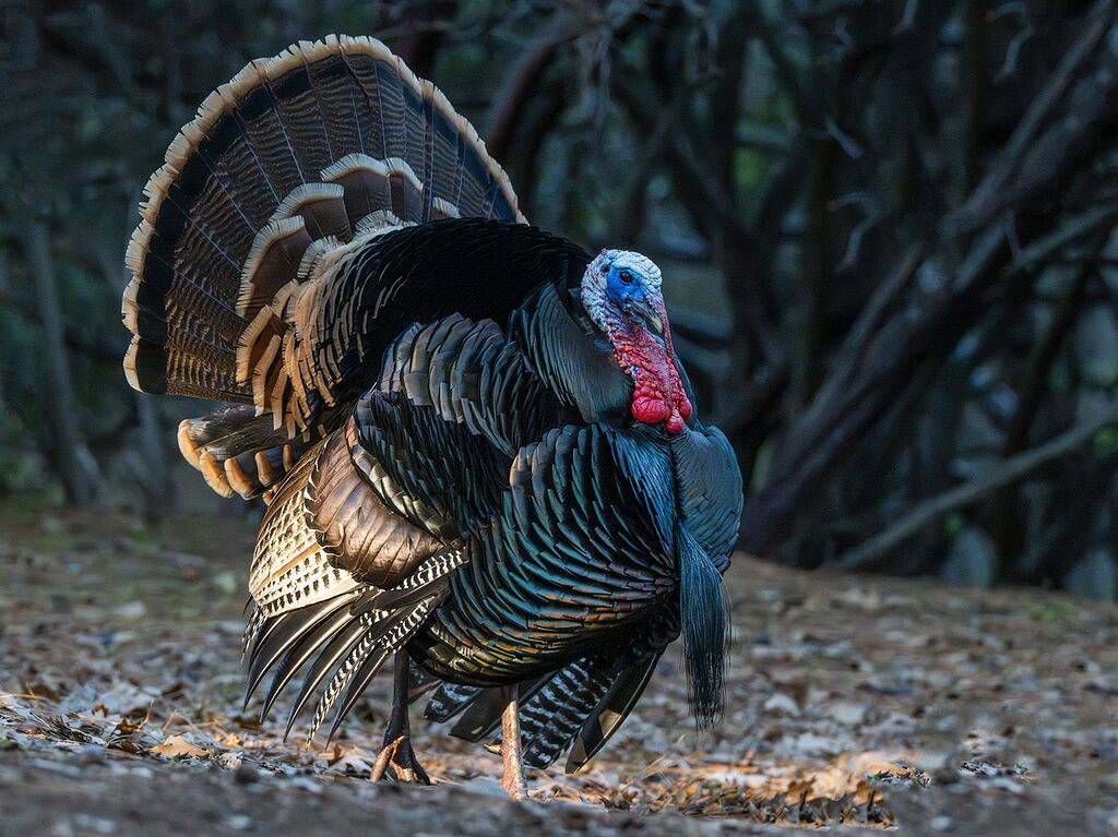 Morning Sun Strut - Image Critiques - Nature Photographers Network