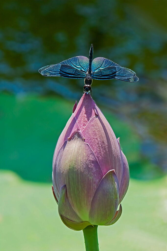 Butterfly Dragonfly + Rework - Macro/Close-up Critiques - Nature ...