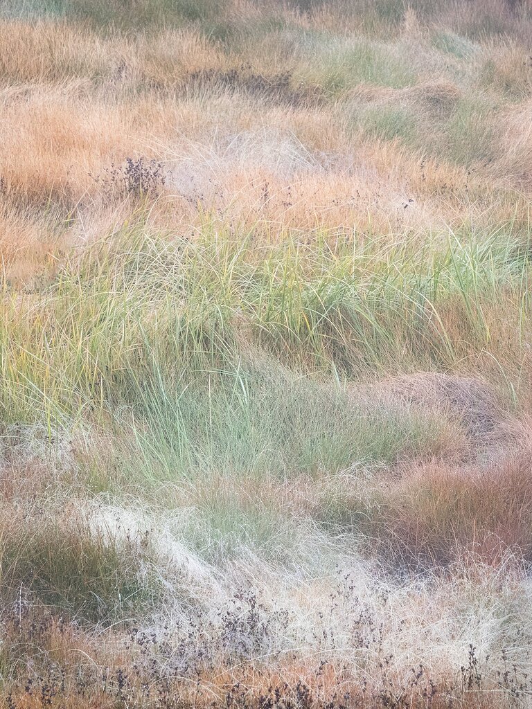 Autumn Grasses - Image Critiques - Nature Photographers Network