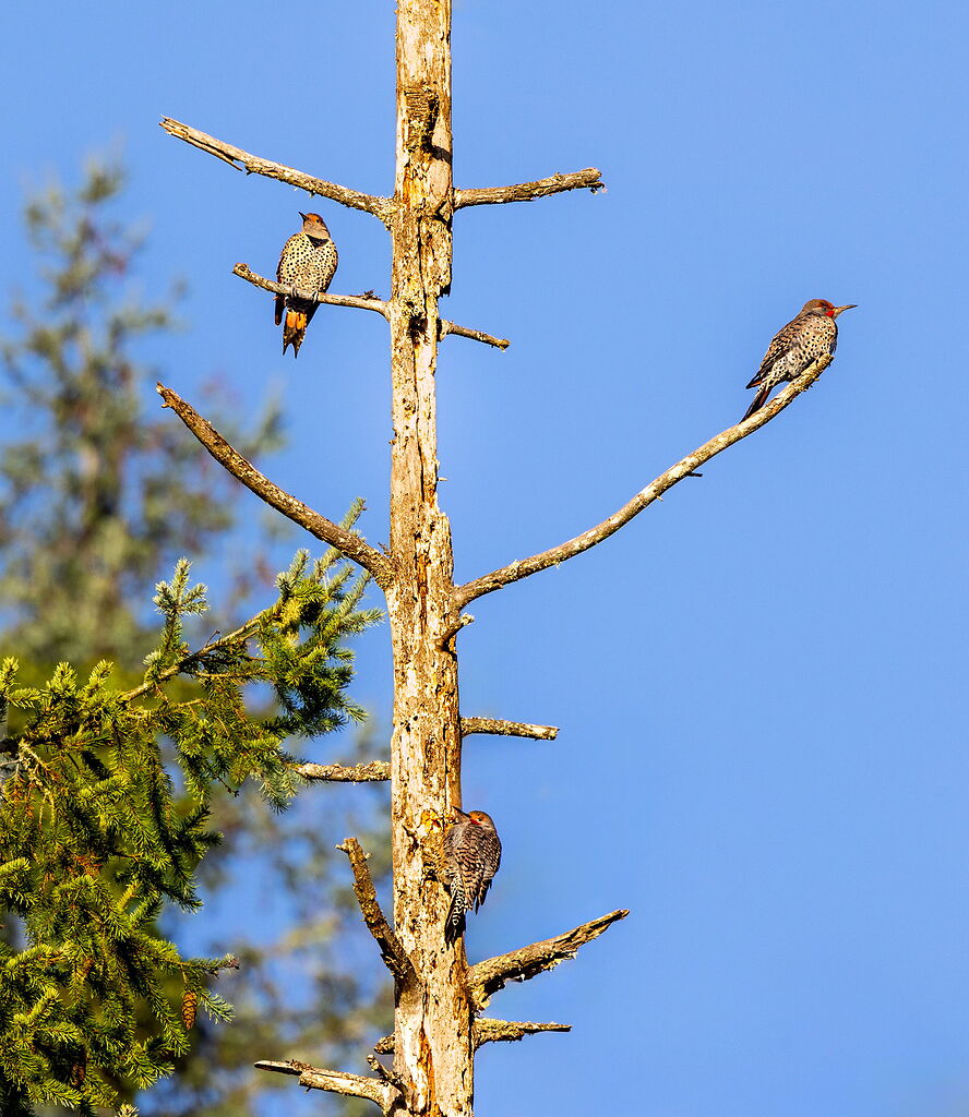 A trio of Flickers - Image Critiques - Nature Photographers Network