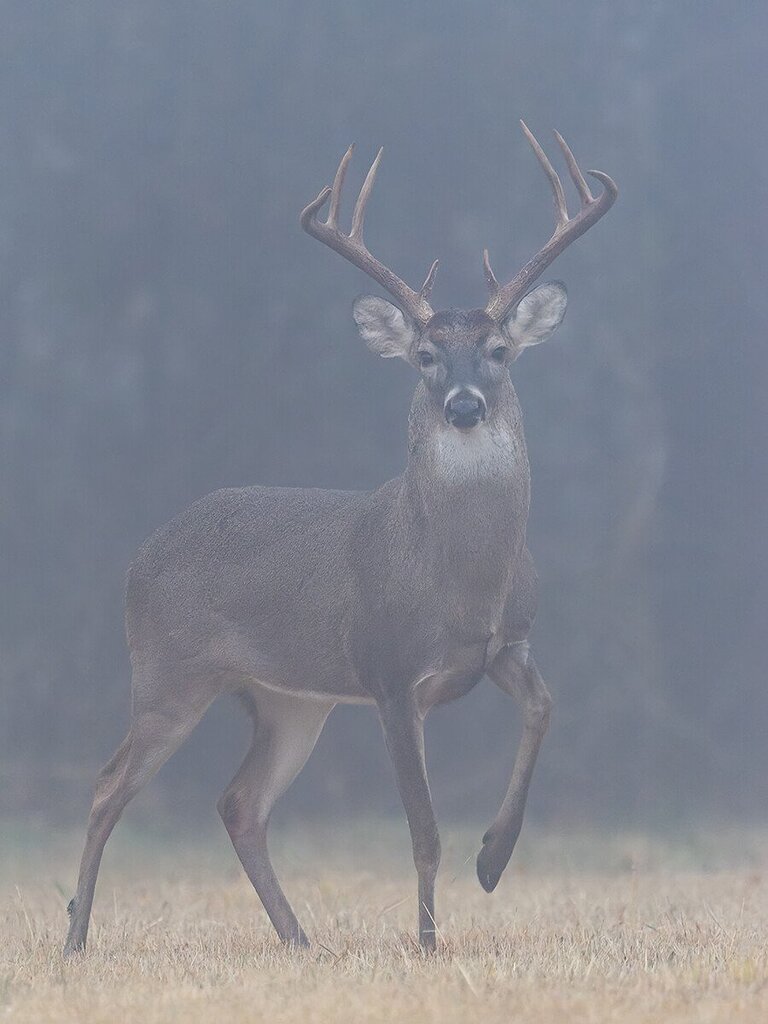 White-tailed deer in fog - Wildlife Critiques - Nature Photographers ...
