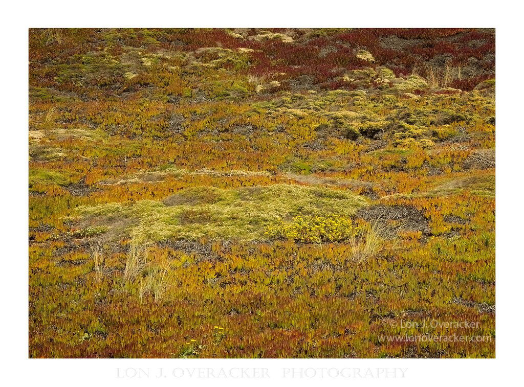 Point Reyes Tundra - Landscape Critiques - Nature Photographers Network