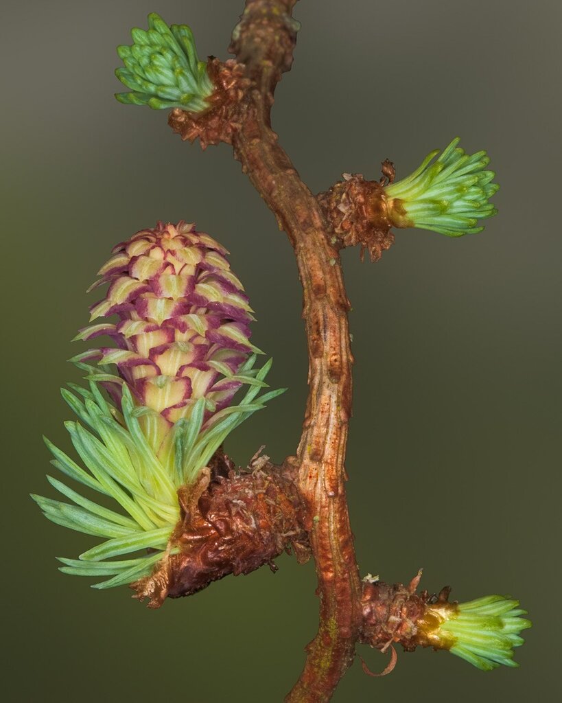 Larch Cone + Rework - Macro/Close-up Critiques - Nature Photographers ...