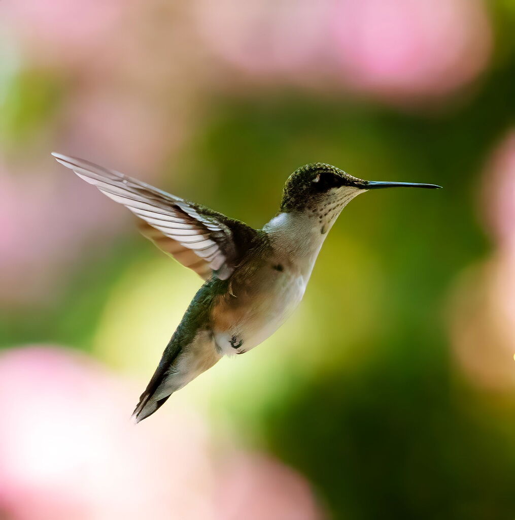 My First Hummer - Avian Critiques - Nature Photographers Network