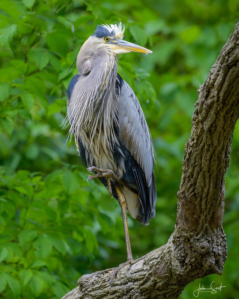 Great Blue Heron Posing in Tree - Image Critiques - Nature ...