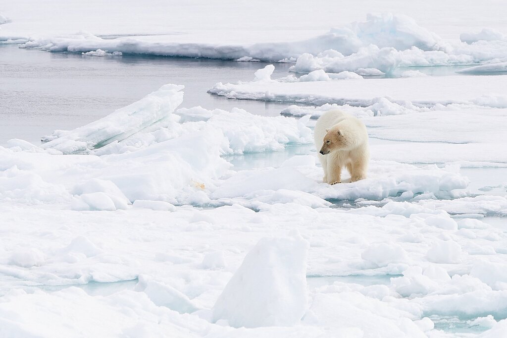 Svalbard Wildlife - Weekly Challenge - Nature Photographers Network