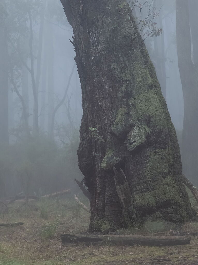 Grandmother tree - Image Critiques - Nature Photographers Network