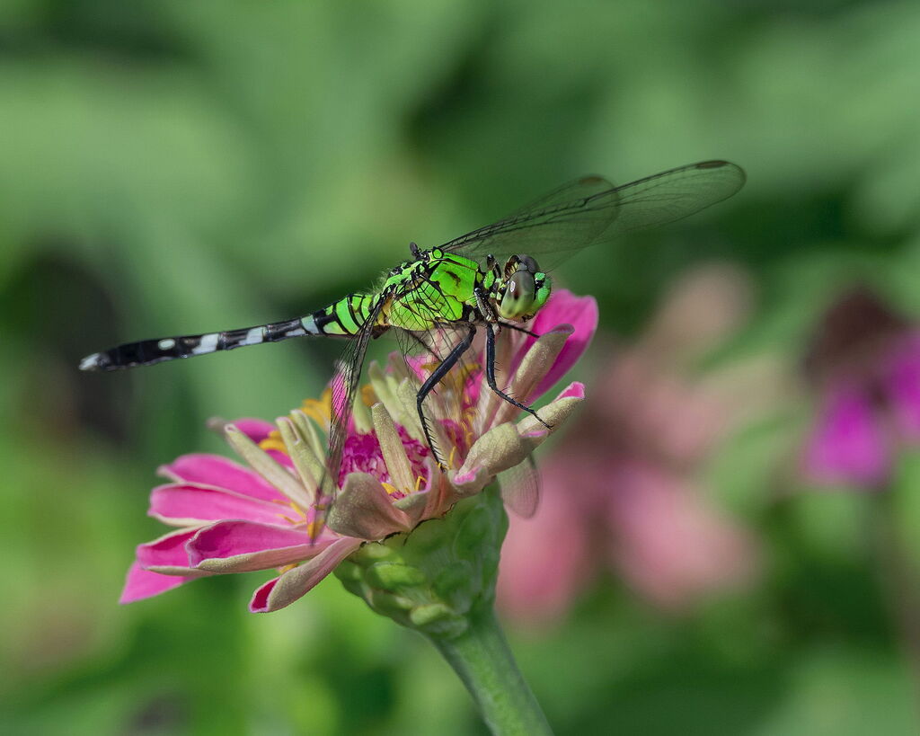 Green Darter - Macro/Close-up Critiques - Nature Photographers Network