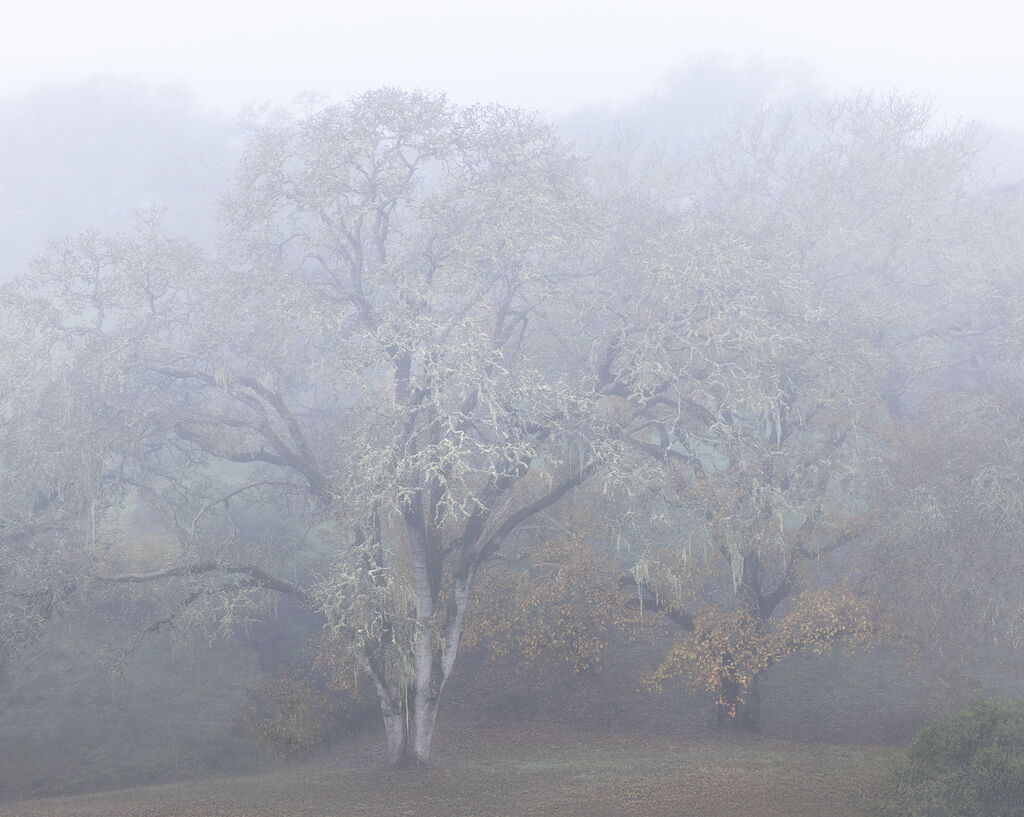 One of my favorite trees + RP - Landscape Critiques - Nature ...