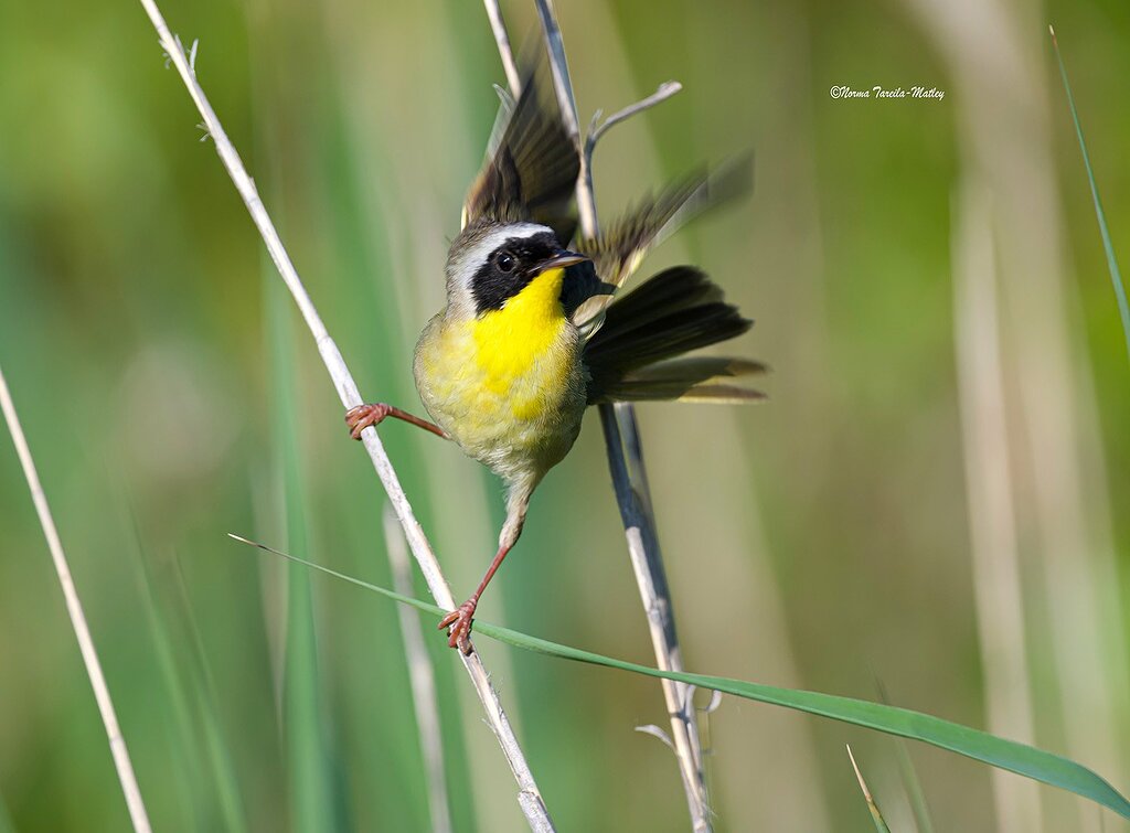 Common Yellowthroat coming in for a landing - Image Critiques - Nature ...