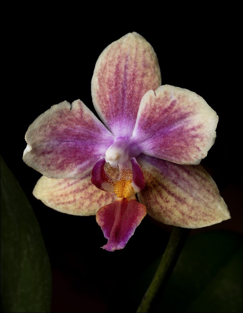 Small Orchid - Image Critiques - Nature Photographers Network