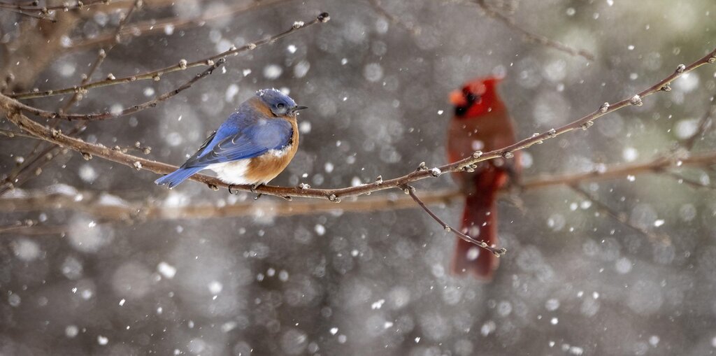 Bluebird and Cardinal in a snow storm - Image Critiques - Nature ...