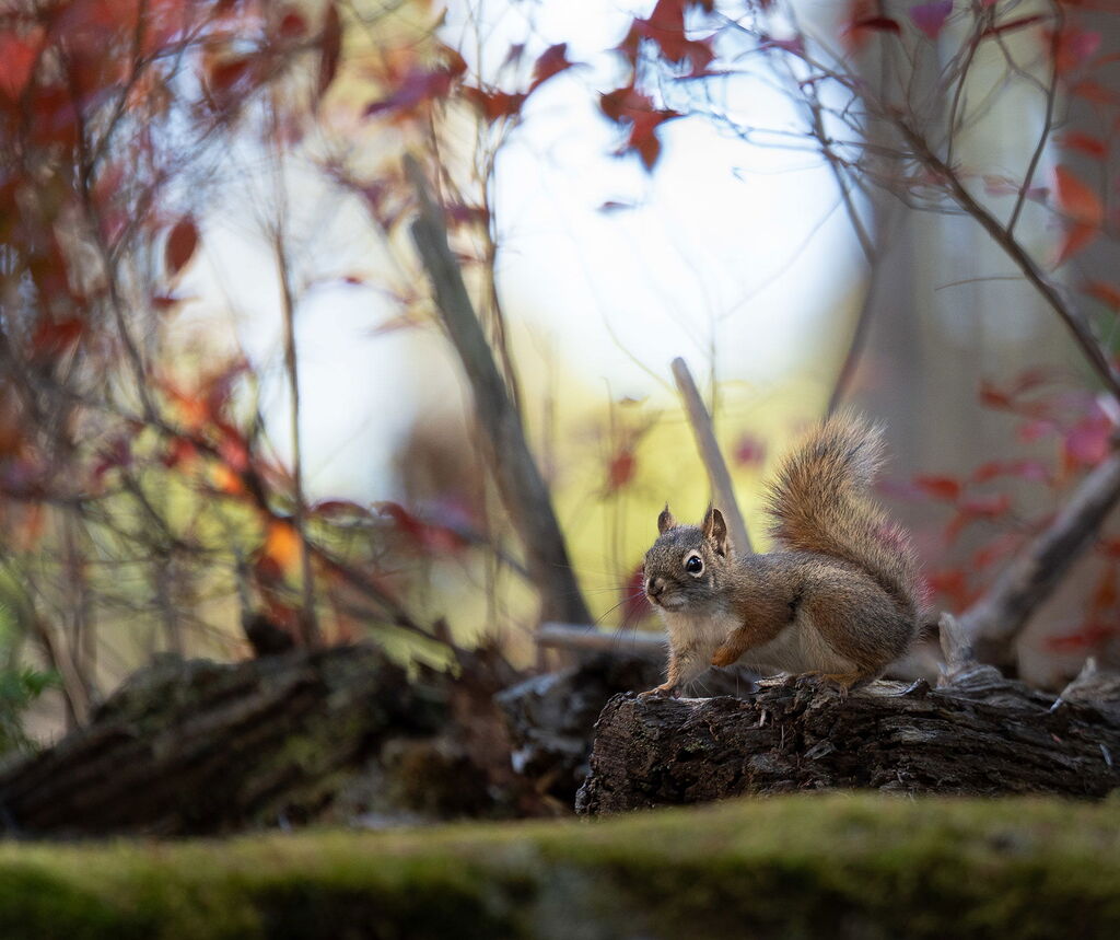 Autumn Squirrel - Image Critiques - Nature Photographers Network