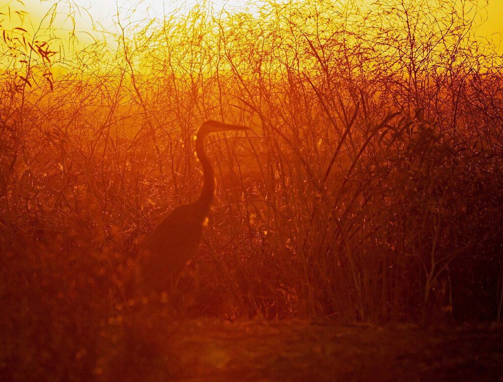 Red Heron - Avian Critiques - Nature Photographers Network