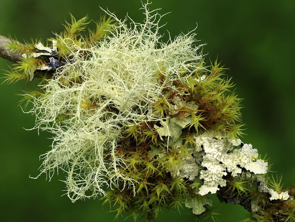 Lichen World - Image Critiques - Nature Photographers Network