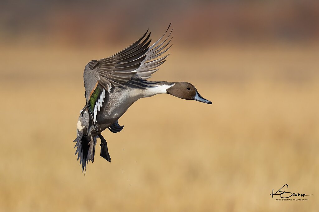 Pintail drake landing - Avian Critiques - Nature Photographers Network