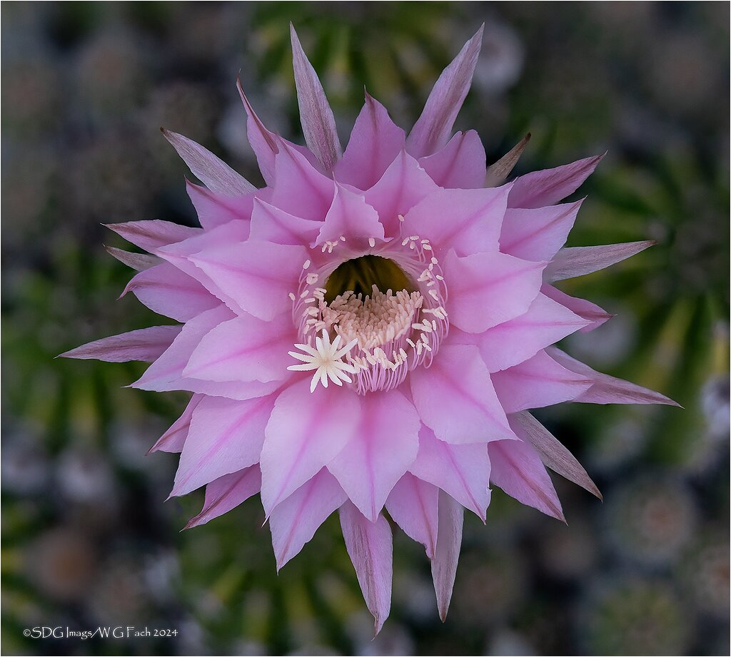 Beauty from the Beast - Flora Critiques - Nature Photographers Network
