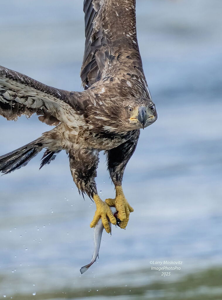 Juvenile Bald Eagle with Fish- British Columbia - Image Critiques ...