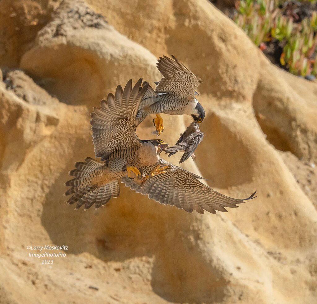 Peregrine Falcons food transfer in mid-air - Avian Critiques - Nature ...