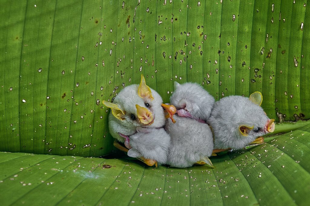 Honduran White Bats - Image Critiques - Nature Photographers Network