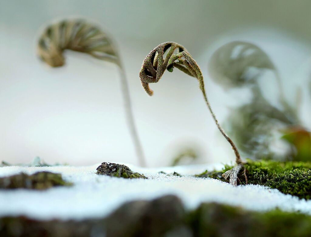 The Trudge - Macro/Close-up Critiques - Nature Photographers Network