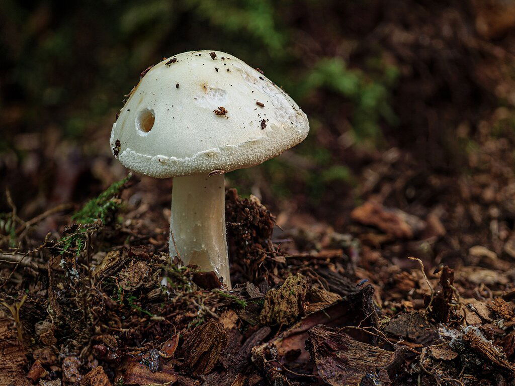 A deadly temptation (+ 1 re-edit) - Flora Critiques - Nature ...