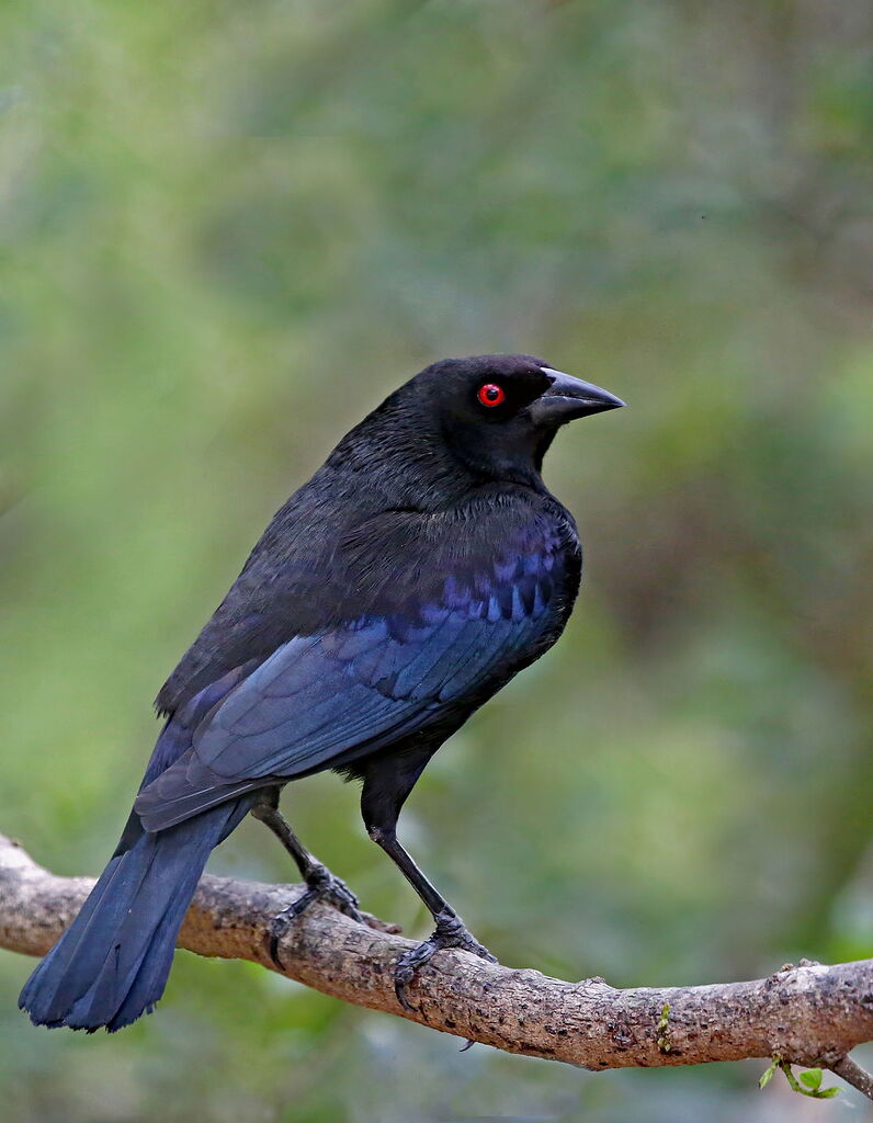 Texas Cowbird - Edit + Second Image Added - Avian Critiques - Nature ...