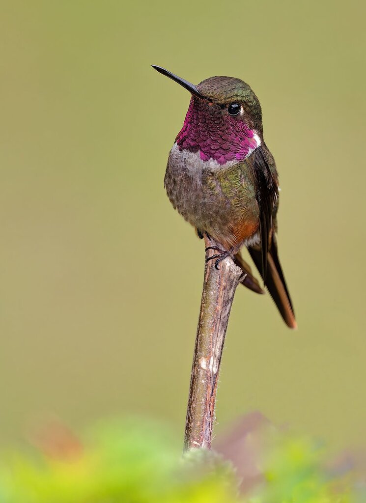 Ruby throated Hummingbird Costa Rica - Avian Critiques - Nature ...