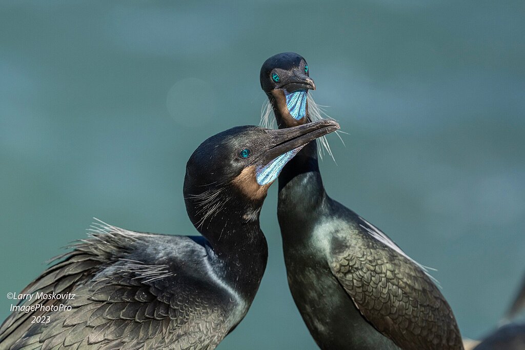 Brandt's Cormorant pair on their nest with mating behavior - Image ...